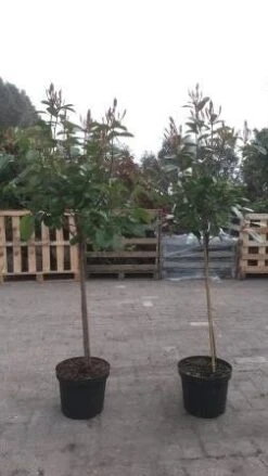 Goedkoop Glansmispel Op Stam (Photinia Fraseri 'Red Robin') - Officiële site - Directplant ...